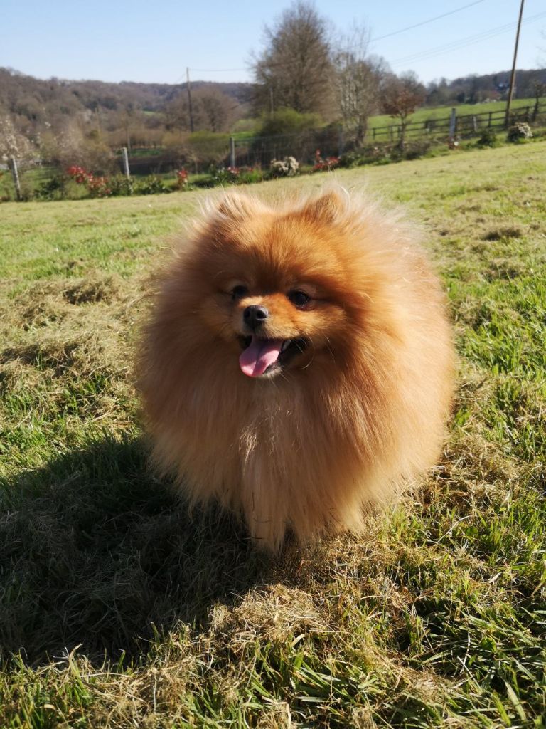 Accueil - Elevage of Kieu Temple - eleveur de chiens Spitz allemand