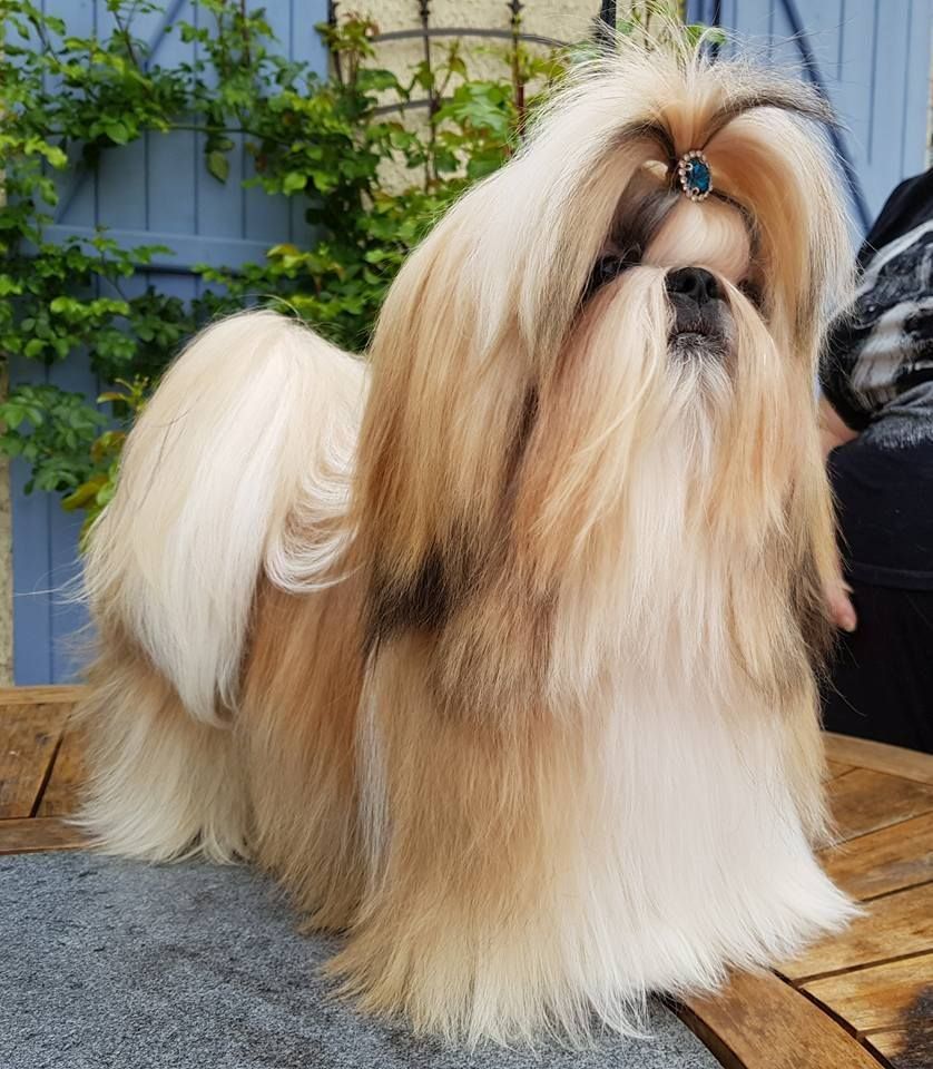 Accueil - Elevage of Kieu Temple - eleveur de chiens Shih Tzu
